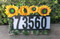 Solar Address Light Sign with Sunflowers | Up To 6 Digit House Number