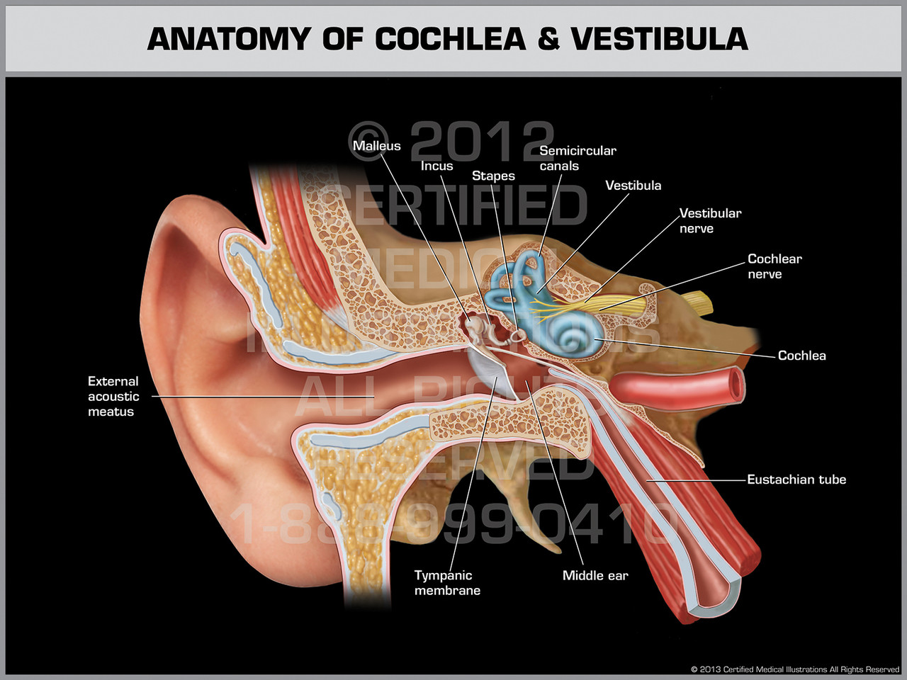 Cochlea