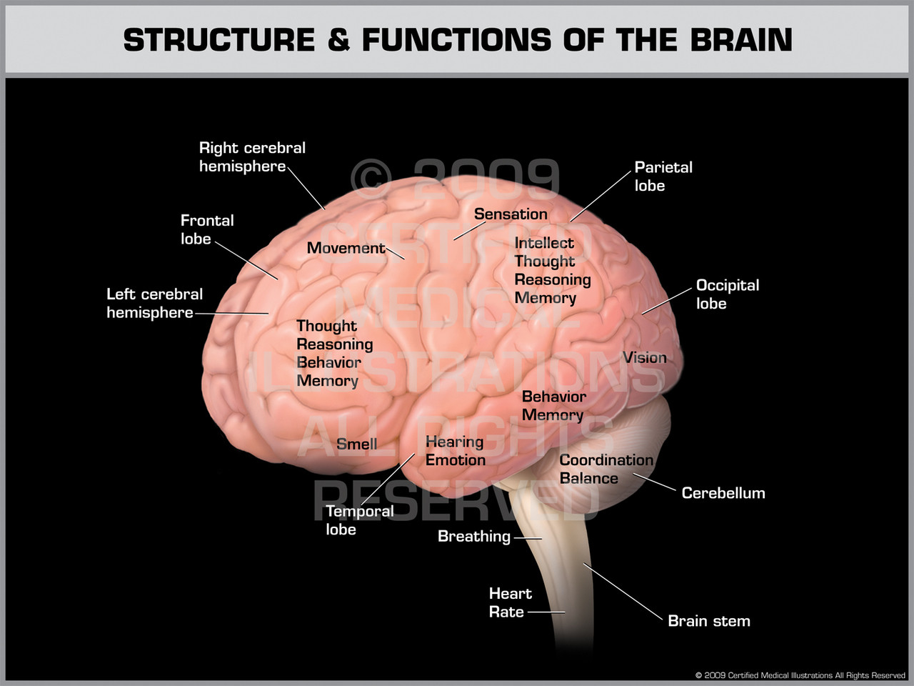 Structures Of The Brain