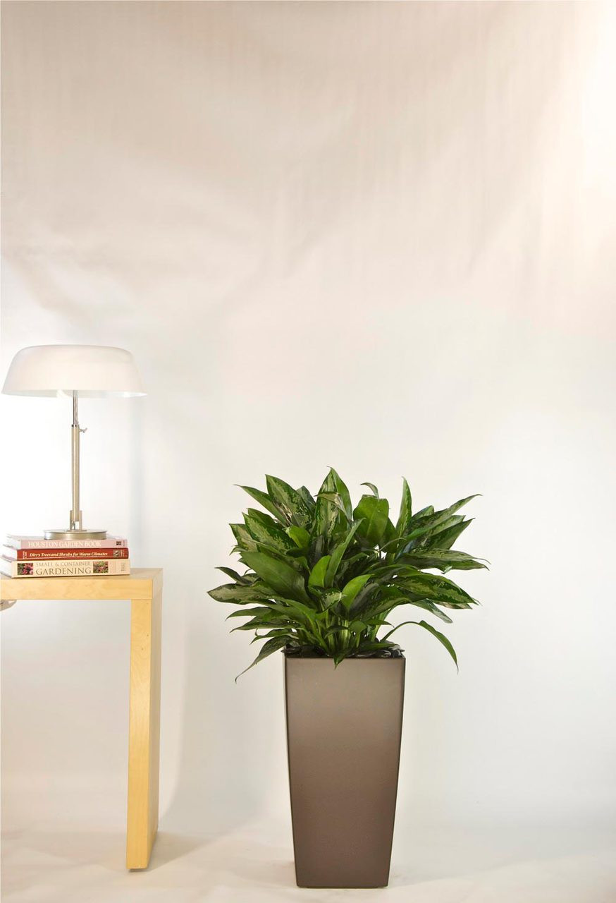 Chinese Evergreen | Medium - Houston Interior Plants