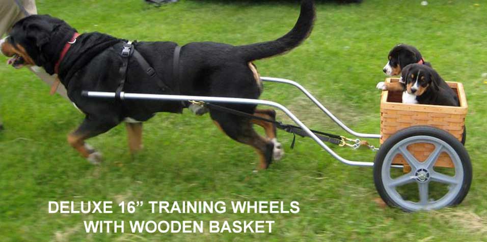 Dog Carting Equipment
