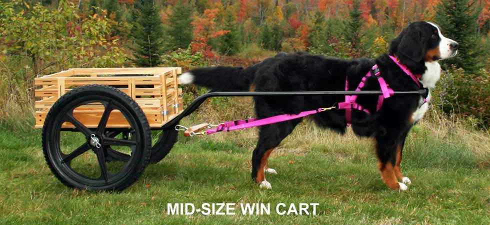 Dog Carting Equipment
