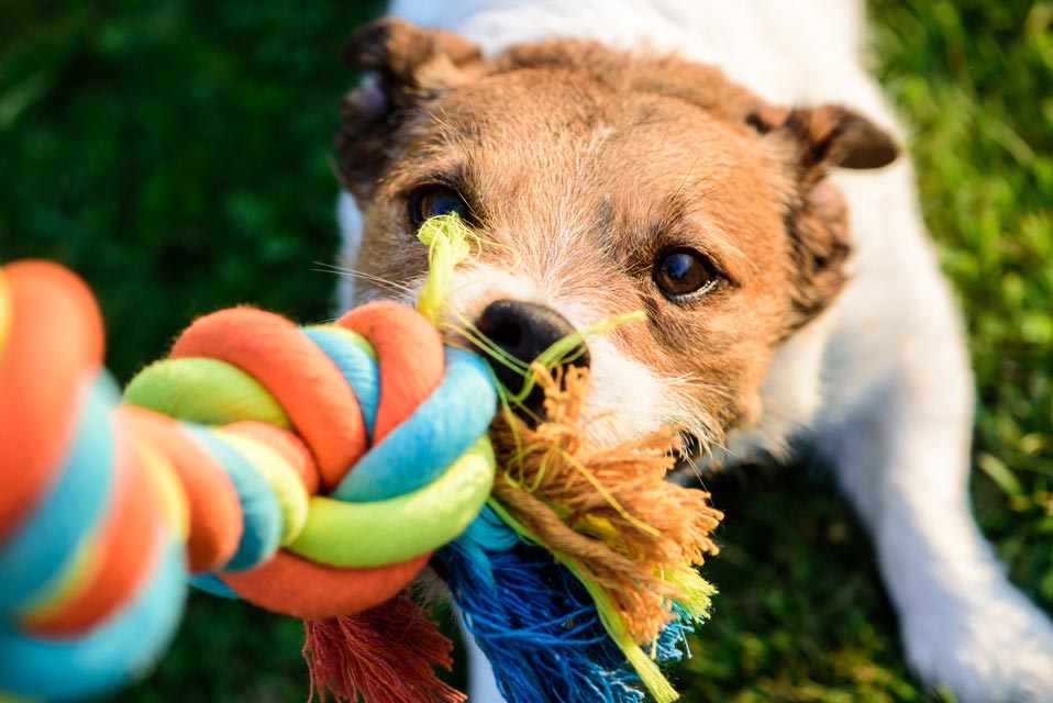 Should Dogs Play Tug of War SoftPaws