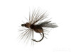 Ant, Flying, Cinnamon | RiverBum.com