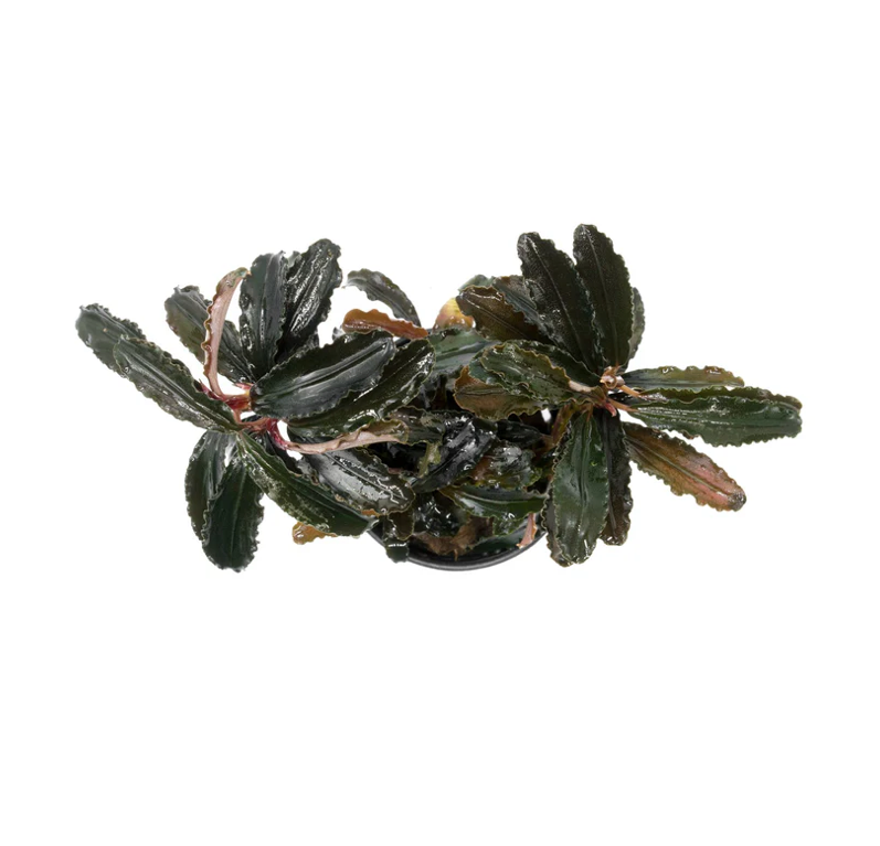 Bucephalandra Godzilla