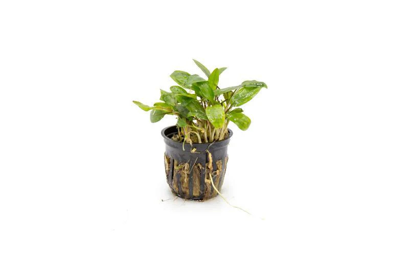 cryptocoryne undulata