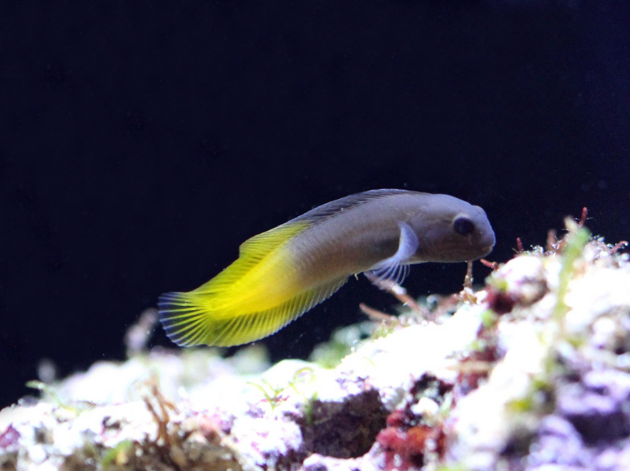 feather blenny