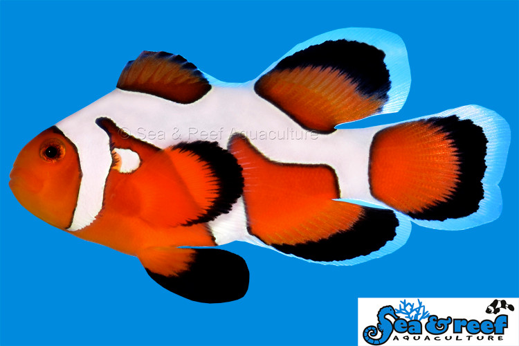 + Longfin DaVinci Extreme Clownfish