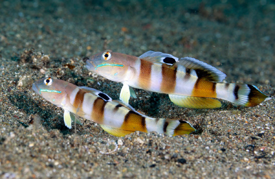 + Tiger (Wardi) Goby