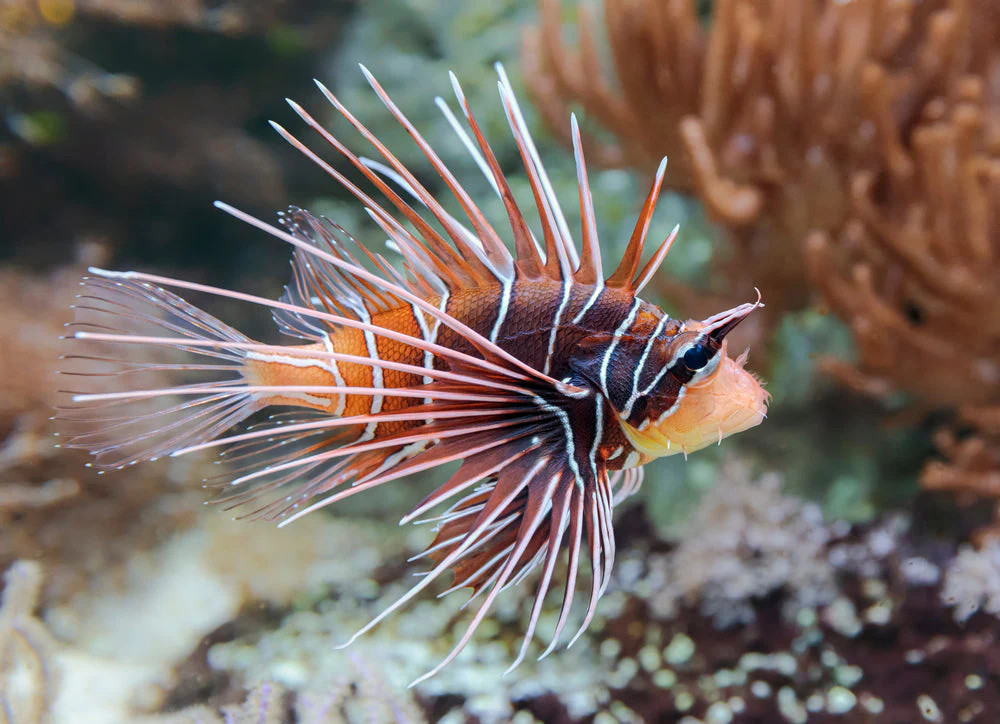 + Radiata Lionfish
