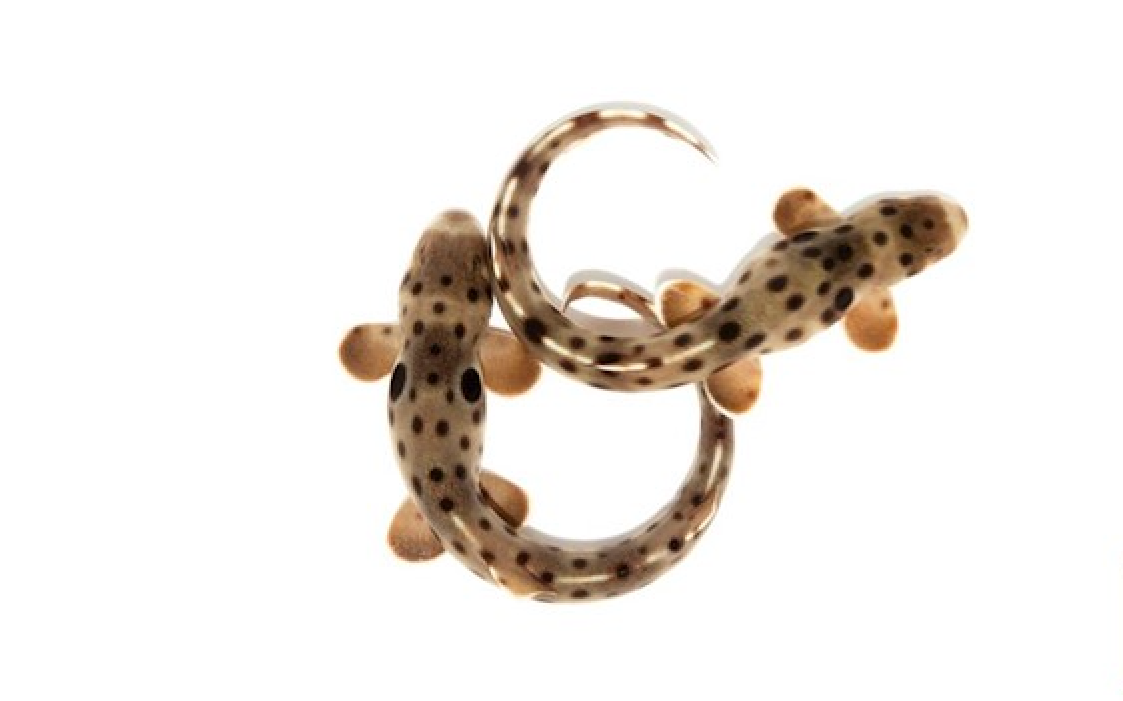 do epaulette sharks bite