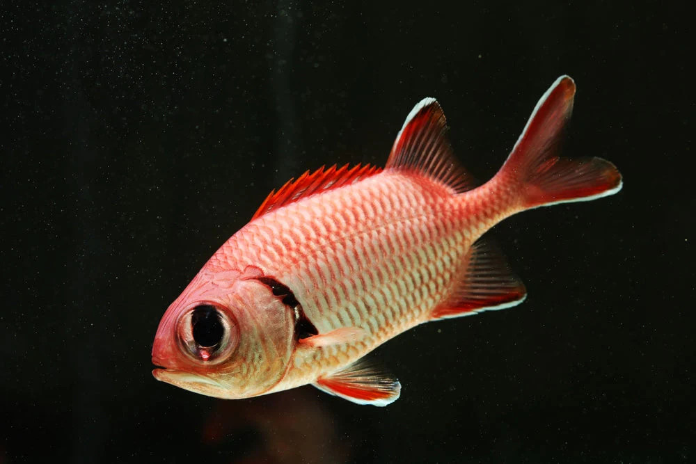 + Bigeye Soldier Squirrelfish