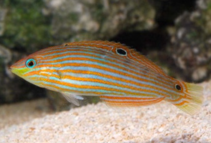 + Melanarus Wrasse: Female