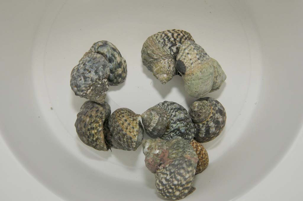 * Mexican Turbo Snail