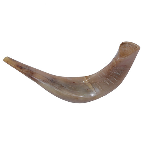 Full Polished Bright Ram Horn Kosher Shofar - Judaica More