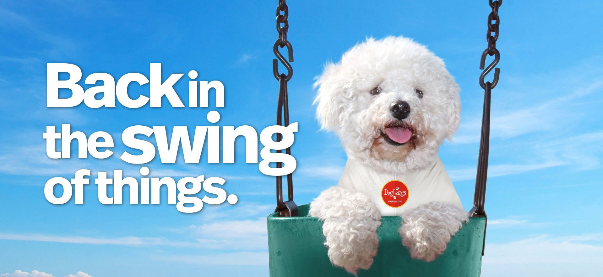 Dog Leg Wraps, Braces, & Carpal Support | Hygroma Treatment Solutions
