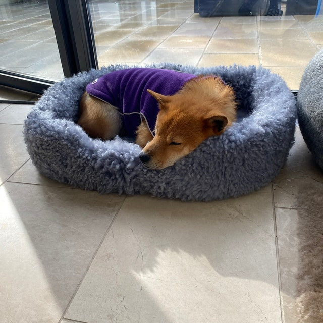 Genuine Sheepskin Large Oval Pet Bed Wool Dog Bed Puppies Cat Bed Wool Pet Bed Wool Sheepskin Pet Supplies Dog Lover Gift MILABERT