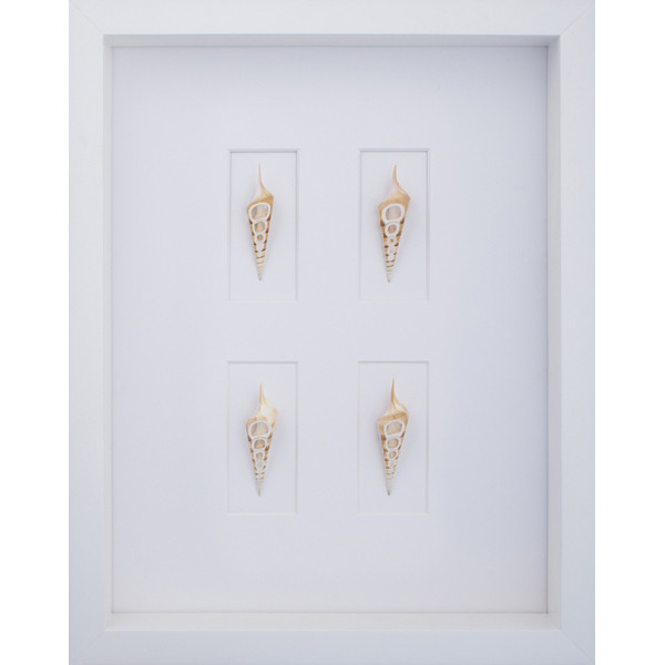 Mirror Home Arabian Tibia 4-cut Shells - #1