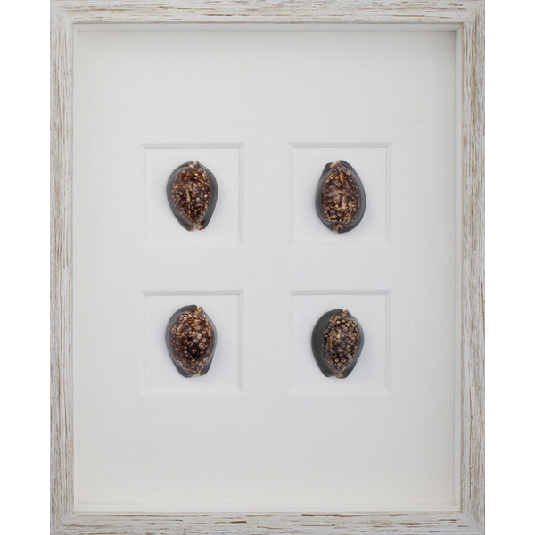 Mirror Home Morning Cowrie Shells - #2