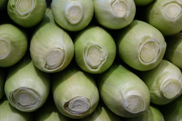 Guide to Easy Hydroponic Corn - Dealzer Hydroponics