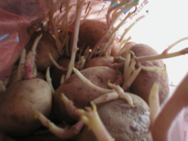 Hydroponic Potatoes: Step by Step Guide - Dealzer Hydroponics