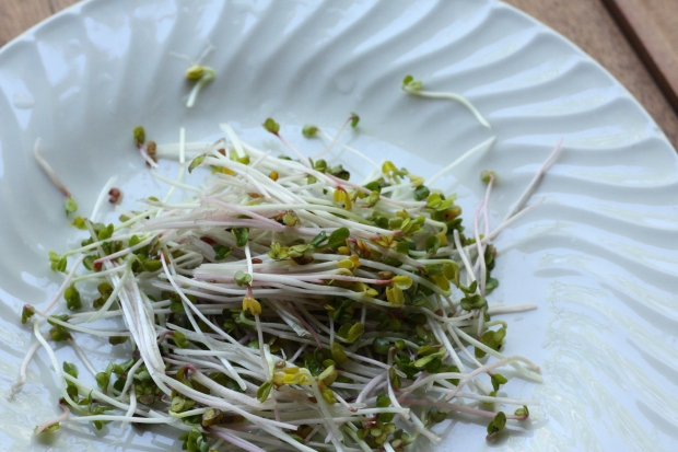Step by Step Guide to Setting Up for Microgreens - Dealzer Hydroponics
