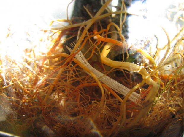 How to Trim Hydroponic Plant Roots - Dealzer Hydroponics