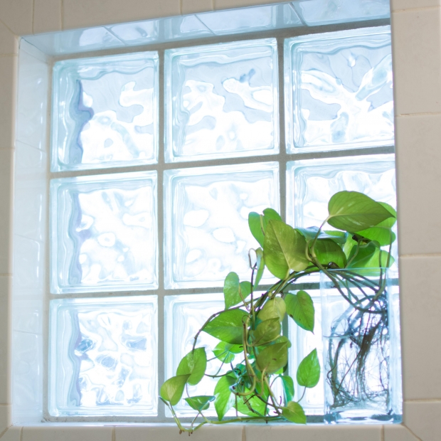 Light and Hydroponic Plants - Dealzer Hydroponics