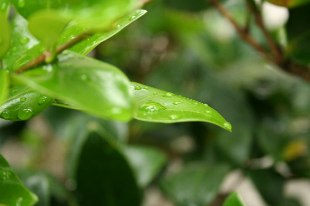 What is 'defoliation' and when to use it? - Dealzer Hydroponics