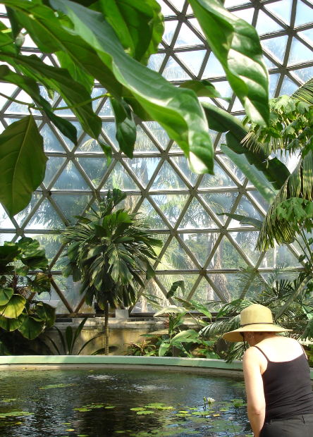 How to train your plants for better results! - Dealzer Hydroponics