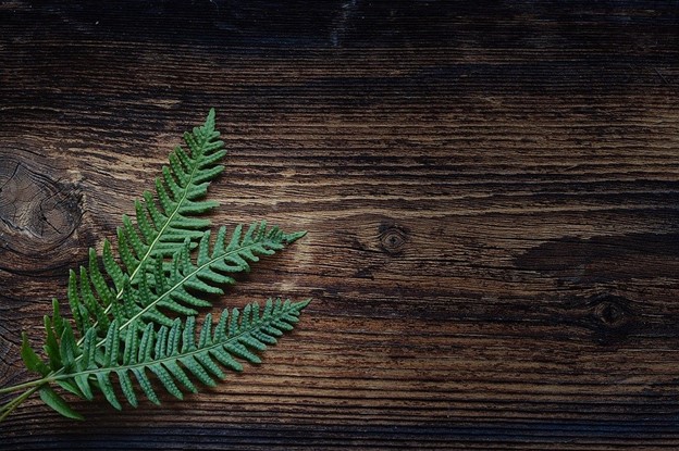 Transforming Your Garden on a Budget - Dealzer Hydroponics