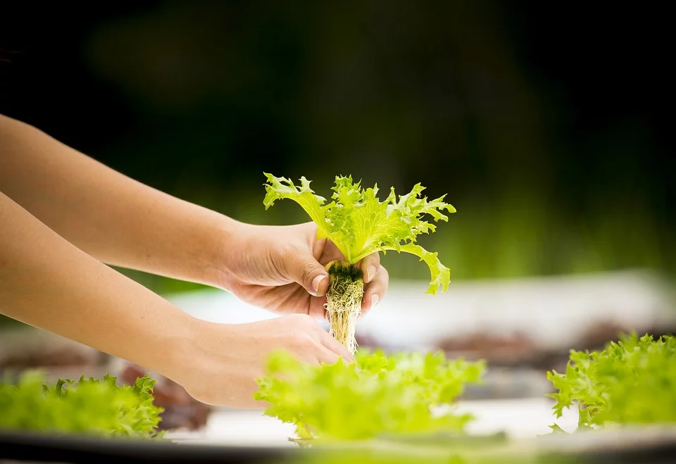 Picking the Ideal Property for Your Indoor Hydroponics Business ...