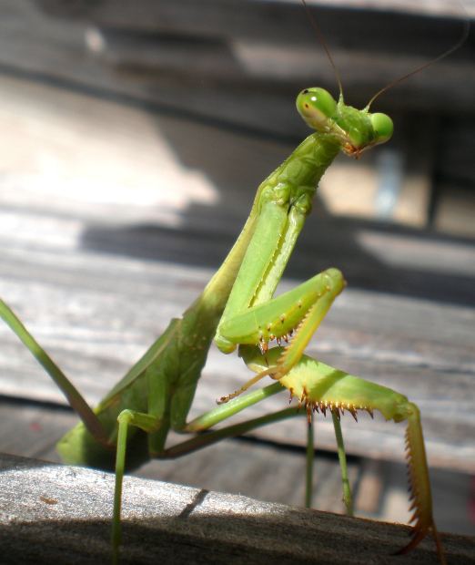 Natural Garden Pest Control (Ladybugs and Praying Mantis) - Dealzer ...