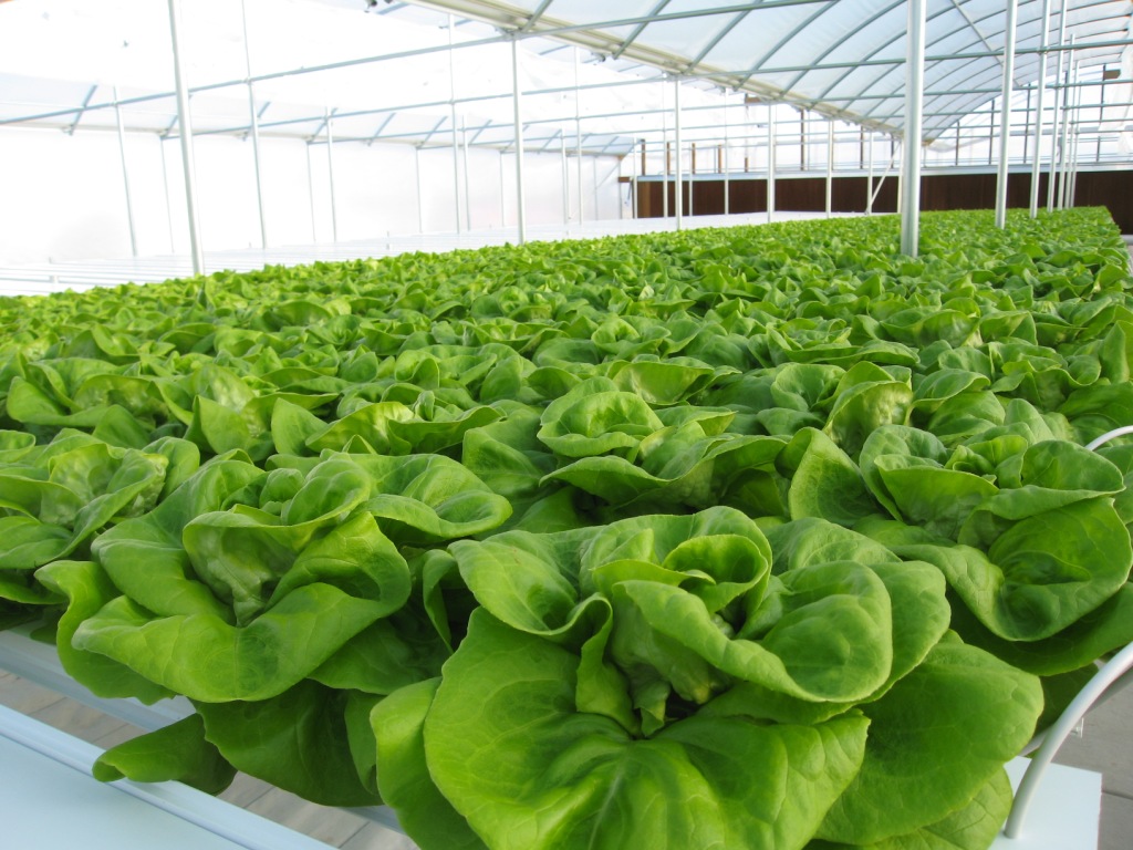 How to impress people with Hydroponics - Dealzer Hydroponics