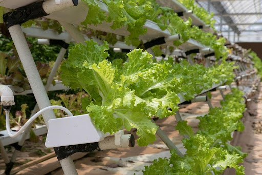 Hydroponics: How to Successfully Grow Plants - Dealzer Hydroponics