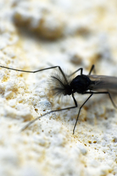 Most Common Hydroponic Pests and How to Deal with Them - Dealzer ...