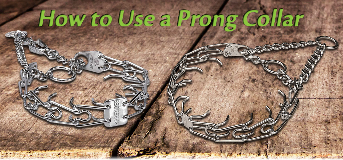 How to Use a Prong Collar