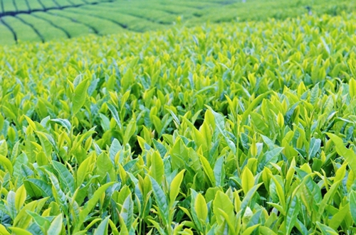 The Health Benefits of Matcha - Tokyo Matcha Selection