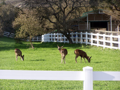 Dryland All Grass Pasture - Hearne Seed