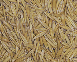 Cayuse Oats - Hearne Seed
