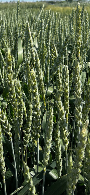 Organic WB Patron Wheat Beardless - Hearne Seed