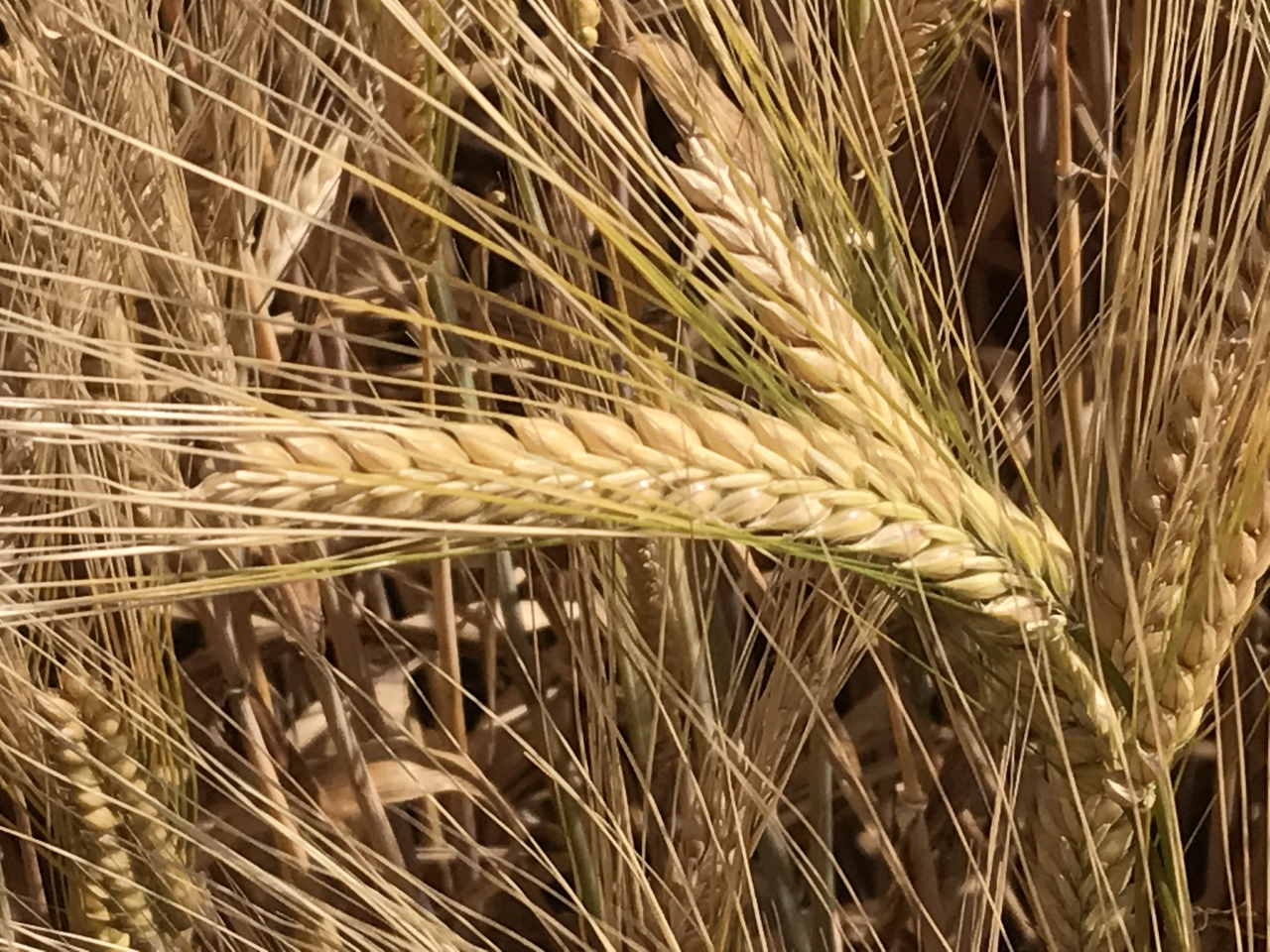 Barley ,Malting 2 row Barley ,Malting 2 row