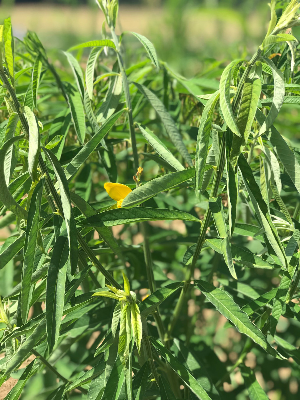 Sunn Hemp Seed available at Hearneseed.com