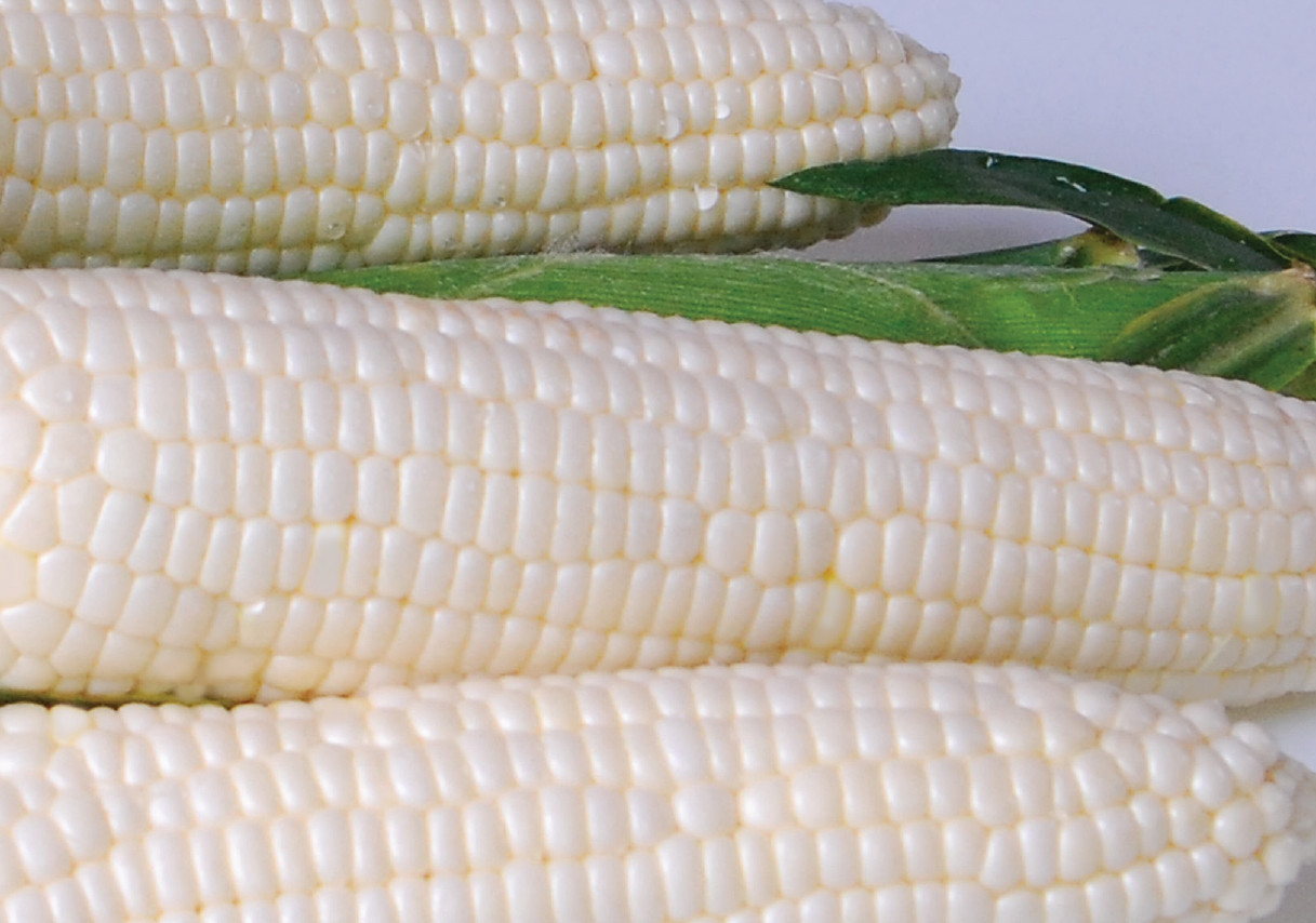 Argent Sweet Corn - Hearne Seed