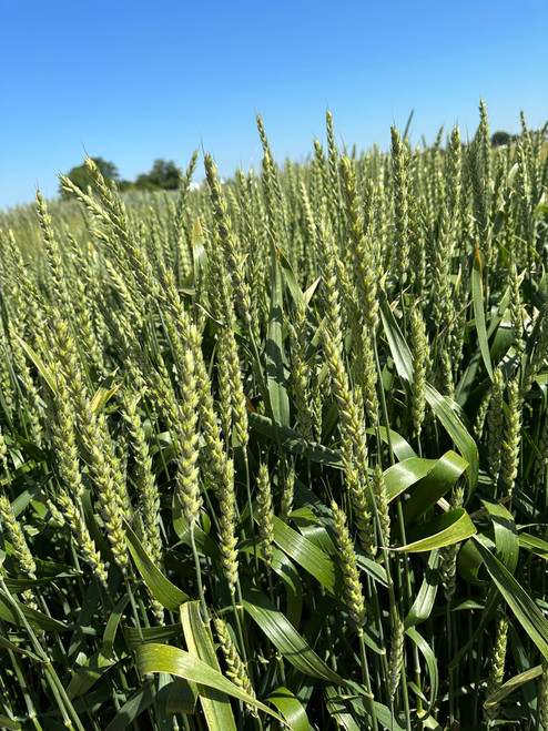 WB 9990 Wheat Beardless - Hearne Seed