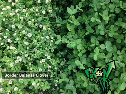 Fixation Balansa Clover