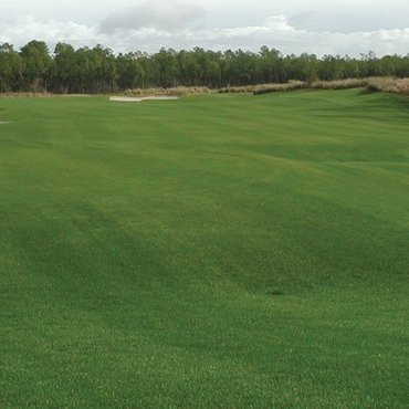 Barenbrug Top Flight: Perennial Ryegrasss Over-seed Blend