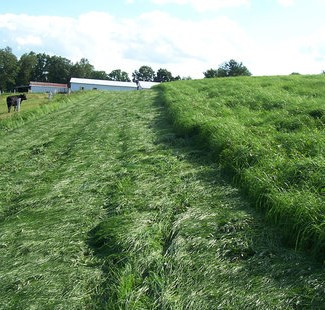 Barenbrug RTF Sod + Barrister