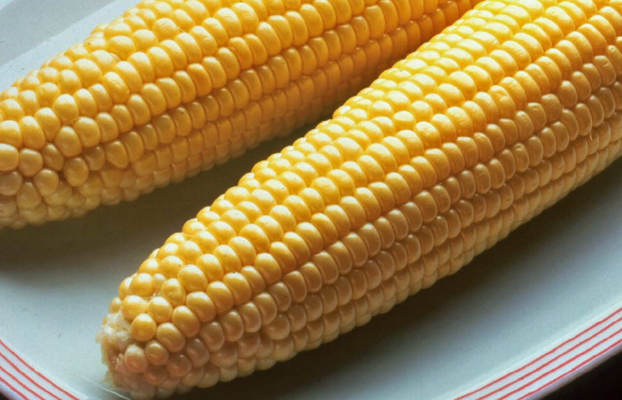 Bodacious Yellow Sweet Corn Treated - Hearne Seed
