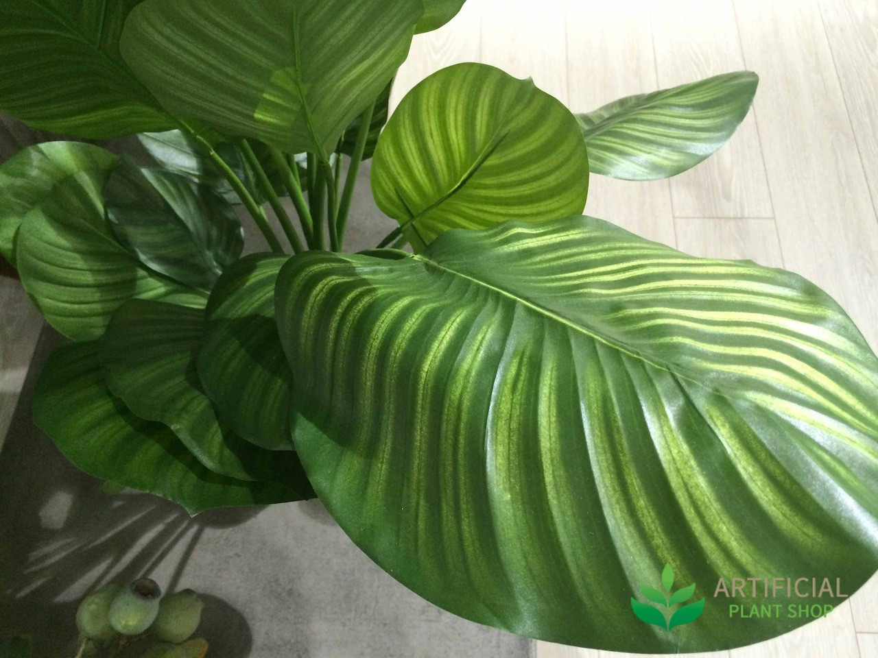 Calathea Fasciata - 65cm